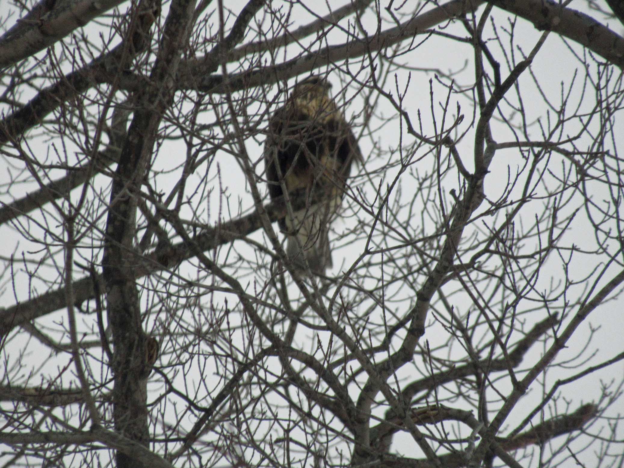 Bennett Road, Looking West – Margie Guyot Art